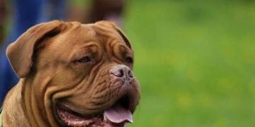 Korean dosa mastiff- all about the most expensive breeds - TFIPOST