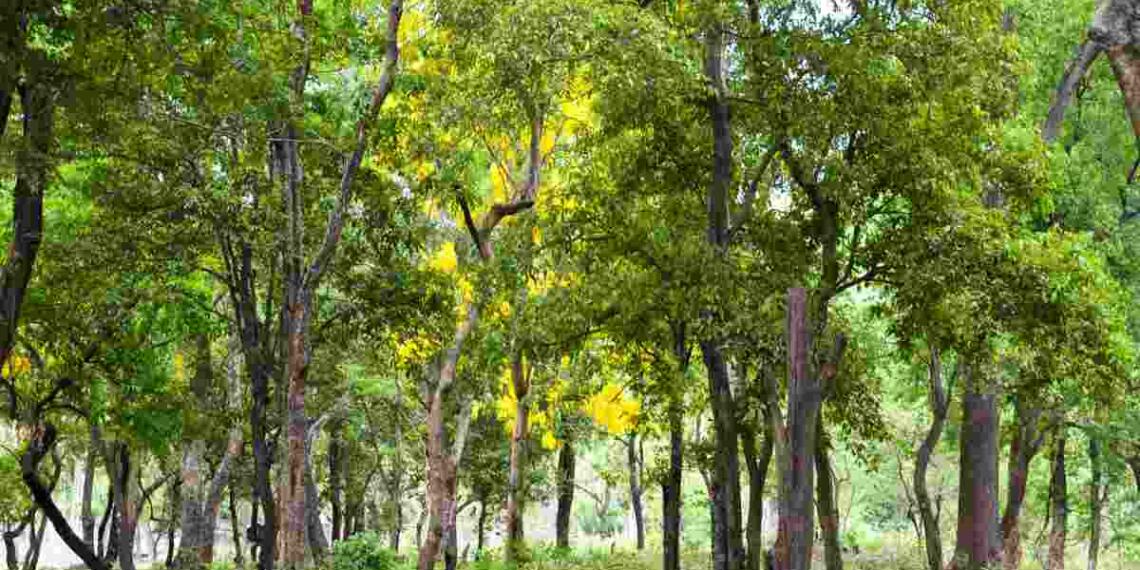 Chandan tree history, significance and importance - Tfipost.com