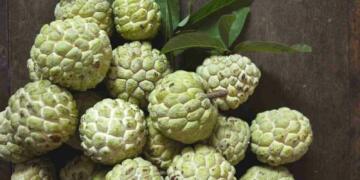 Ramphal in english and other Indian Languages - TFIPOST