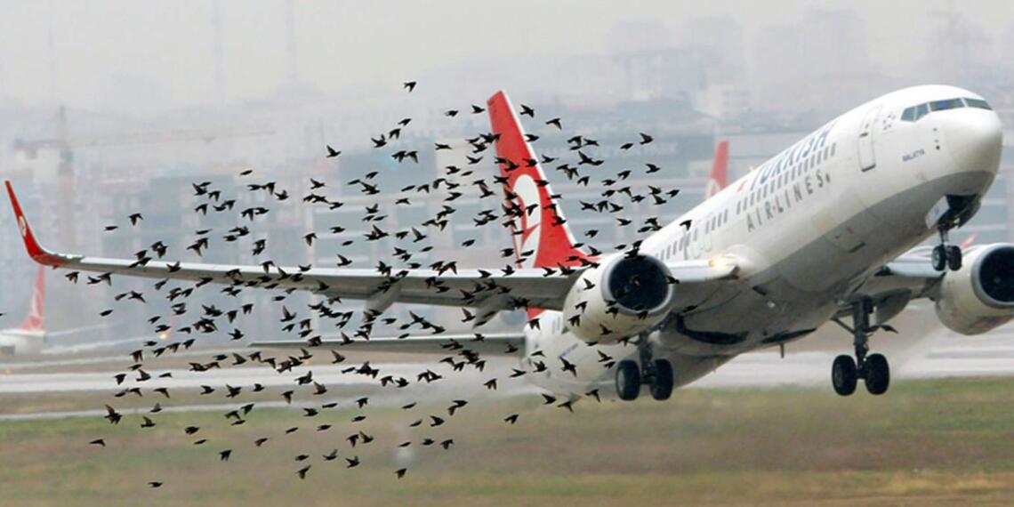 Bird Strike – How it is harmful to airplanes, and how should it be ...