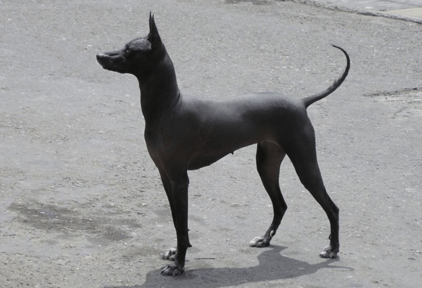 If you loved PM Modi’s new dog, you’ll definitely love these fantastic ...