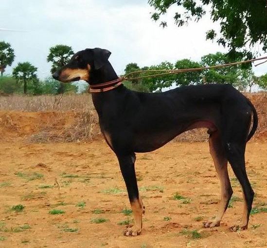 If you loved PM Modi’s new dog, you’ll definitely love these fantastic ...