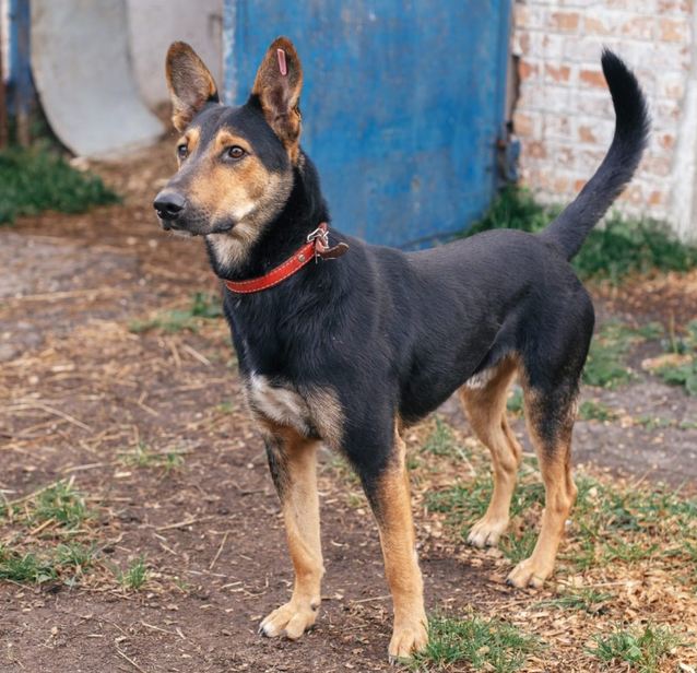 If you loved PM Modi’s new dog, you’ll definitely love these fantastic ...