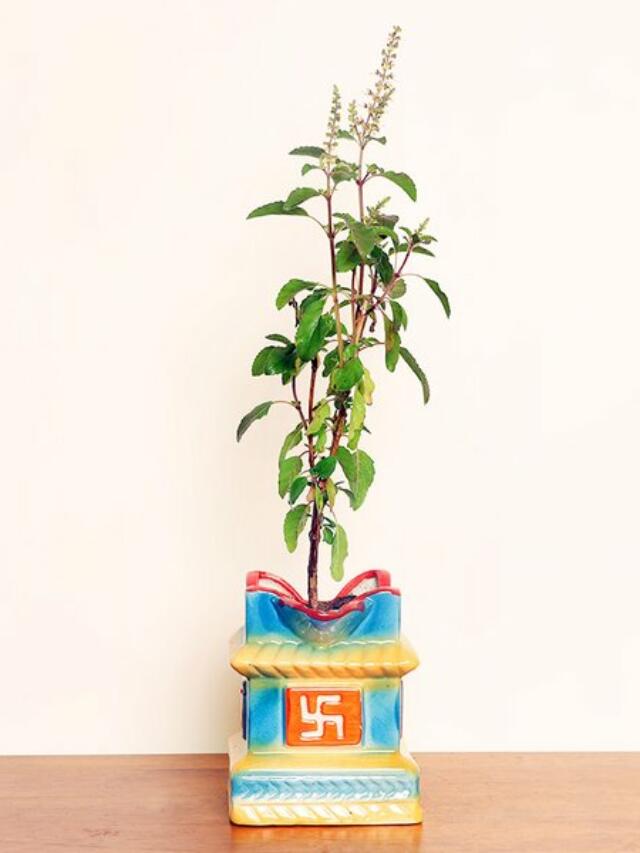 These are the 10 Benefits of Sacred Tulsi Ji Plant - Tfipost.com
