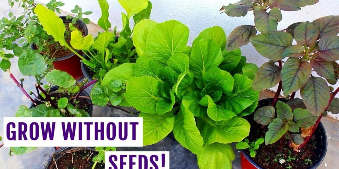 These are the top 10 plants that grow without seeds - Tfipost.com