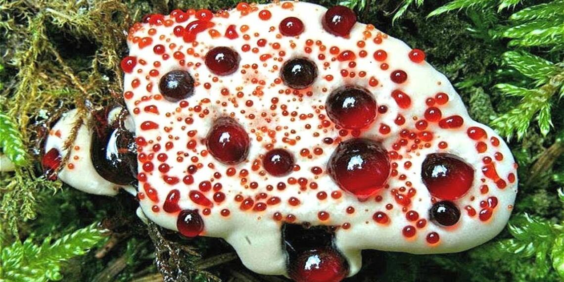 Botanical Oddities: Top 10 strangest trees and plants in the world