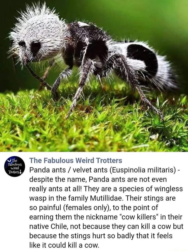 Meet The 10 Strangest Animals in the World! - Web story - Tfipost.com