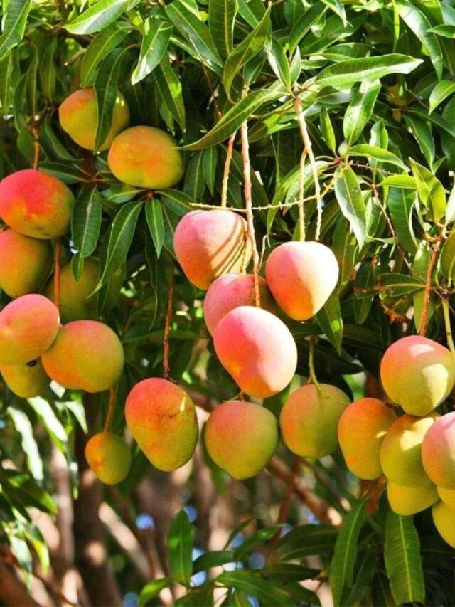 7 Indian Mangoes That Have GI (Geographical Indication) Tags - Tfipost.com