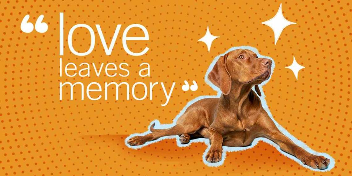 50 Rescue Dogs Quotes: The Unconditional Love of Canine Heroes