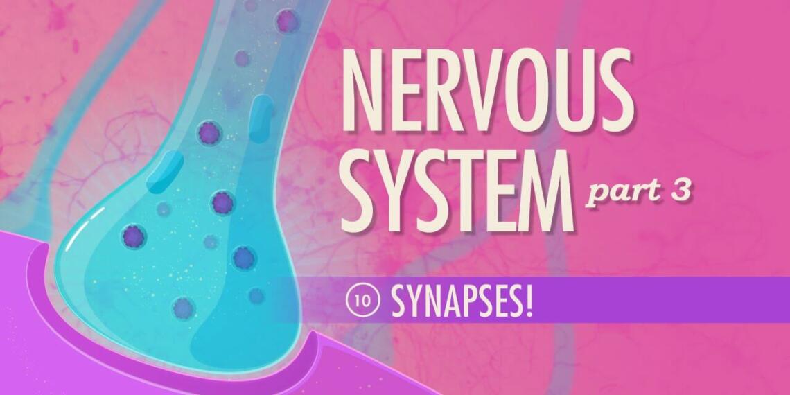 The Gap Between Two Neurons Is Called- Detailed Answer - Tfipost.com